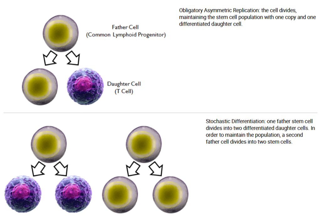 Stem Cells – IDA Yasam Teknolojileri